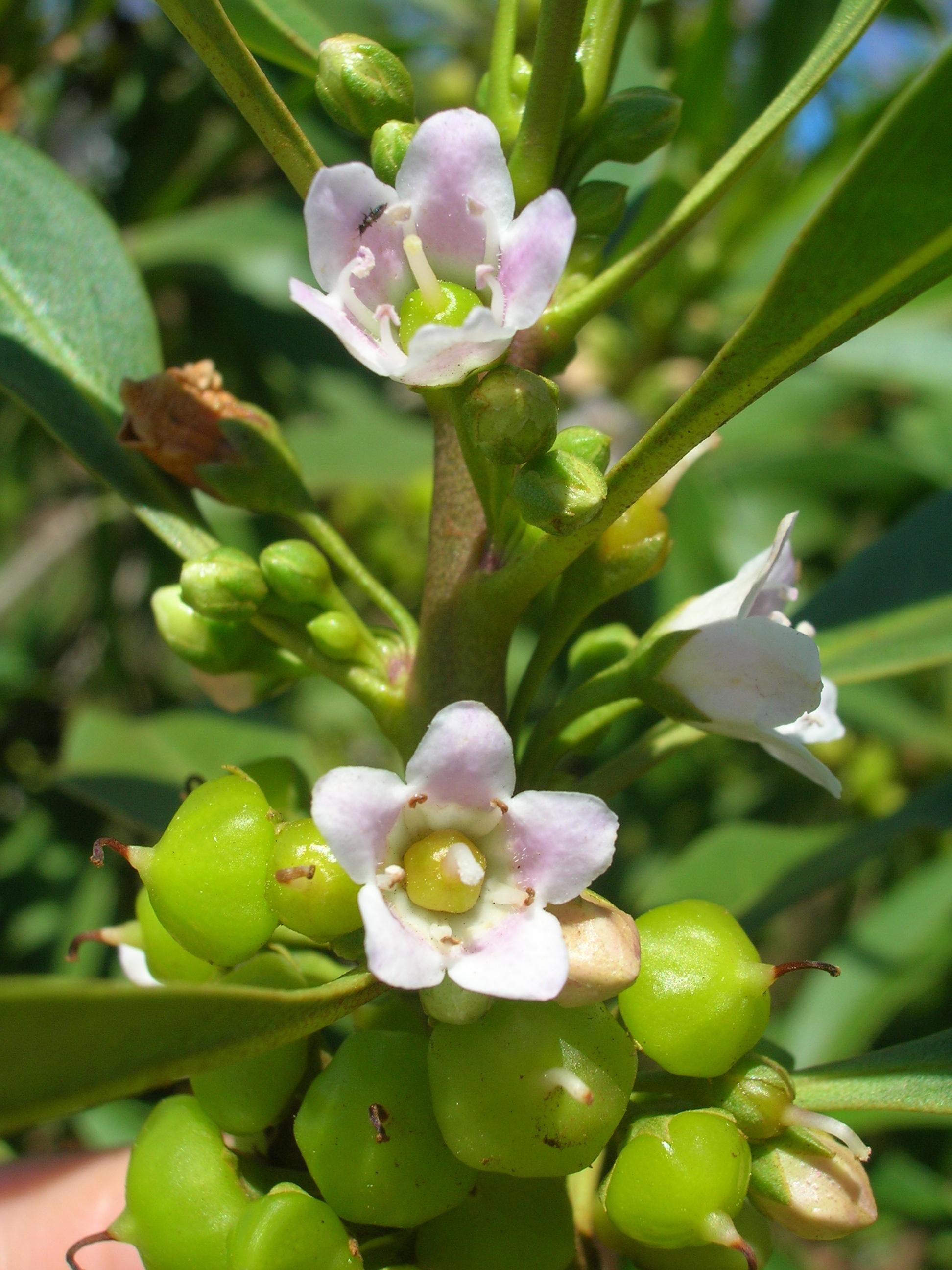 Naio (Myoporum sandwicense) Care Guide: Pests, Diseases, Watering ...