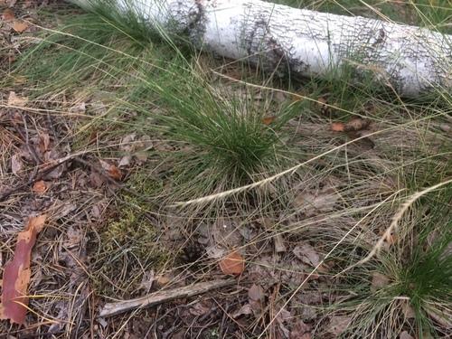 Mat-grass (Nardus stricta) Care Guide: Pests, Diseases, Watering ...