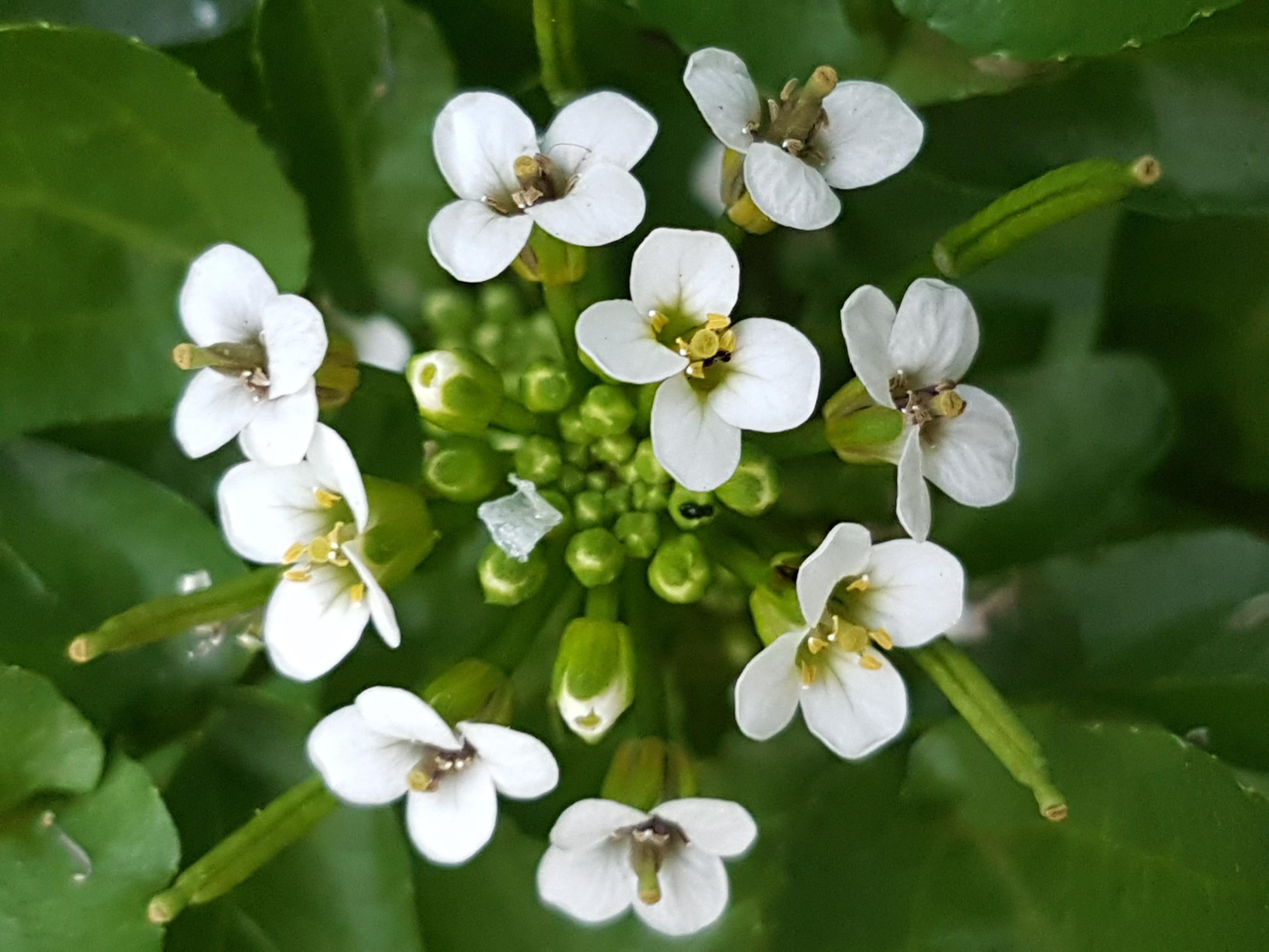 Watercress (Nasturtium officinale) Care Guide: Pests, Diseases ...