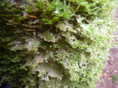 Shingle moss (Neckera pennata) Care Guide: Pests, Diseases, Watering ...