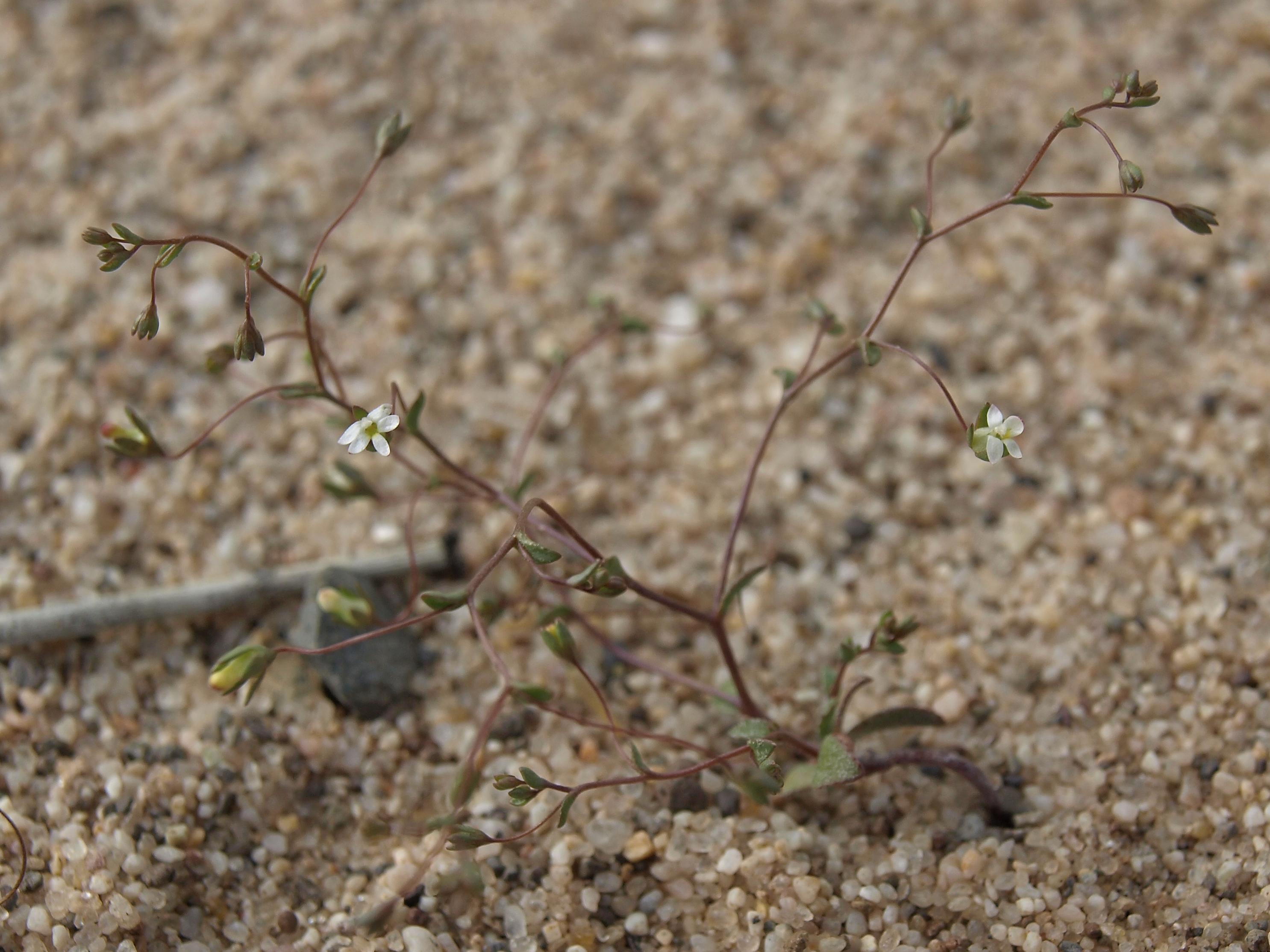 Sigmoid threadplant (Nemacladus sigmoideus) Care Guide: Pests, Diseases ...