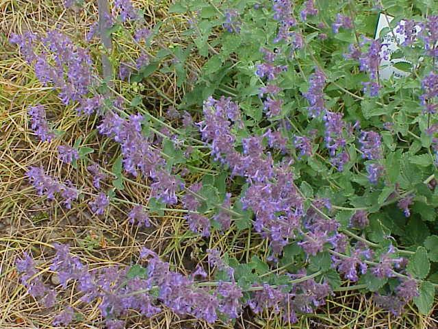 Dwarf Catmint (Nepeta racemosa) Care Guide: Pests, Diseases, Watering ...