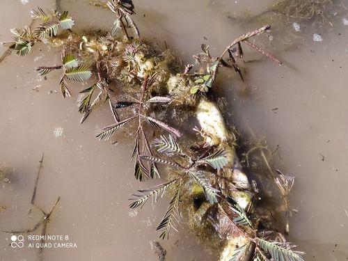 Water mimosa (Neptunia oleracea) Care Guide: Pests, Diseases, Watering ...