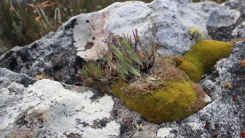 Nivenia levynsiae (Nivenia levynsiae) Care Guide: Pests, Diseases ...