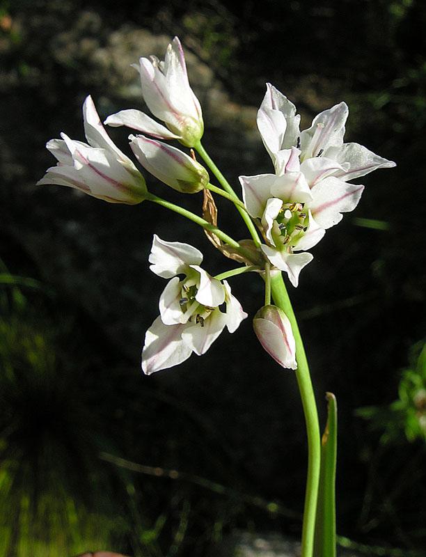 Optimal Soil for Growing Slender false garlic: What You Need to Know ...