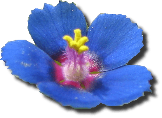 Tropical royal-blue waterlily (Nymphaea elegans) Care Guide: Pests ...