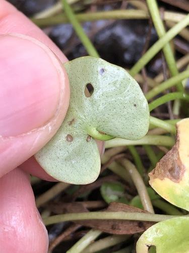 Nymphoides exiliflora (Nymphoides exiliflora) Care Guide: Pests ...