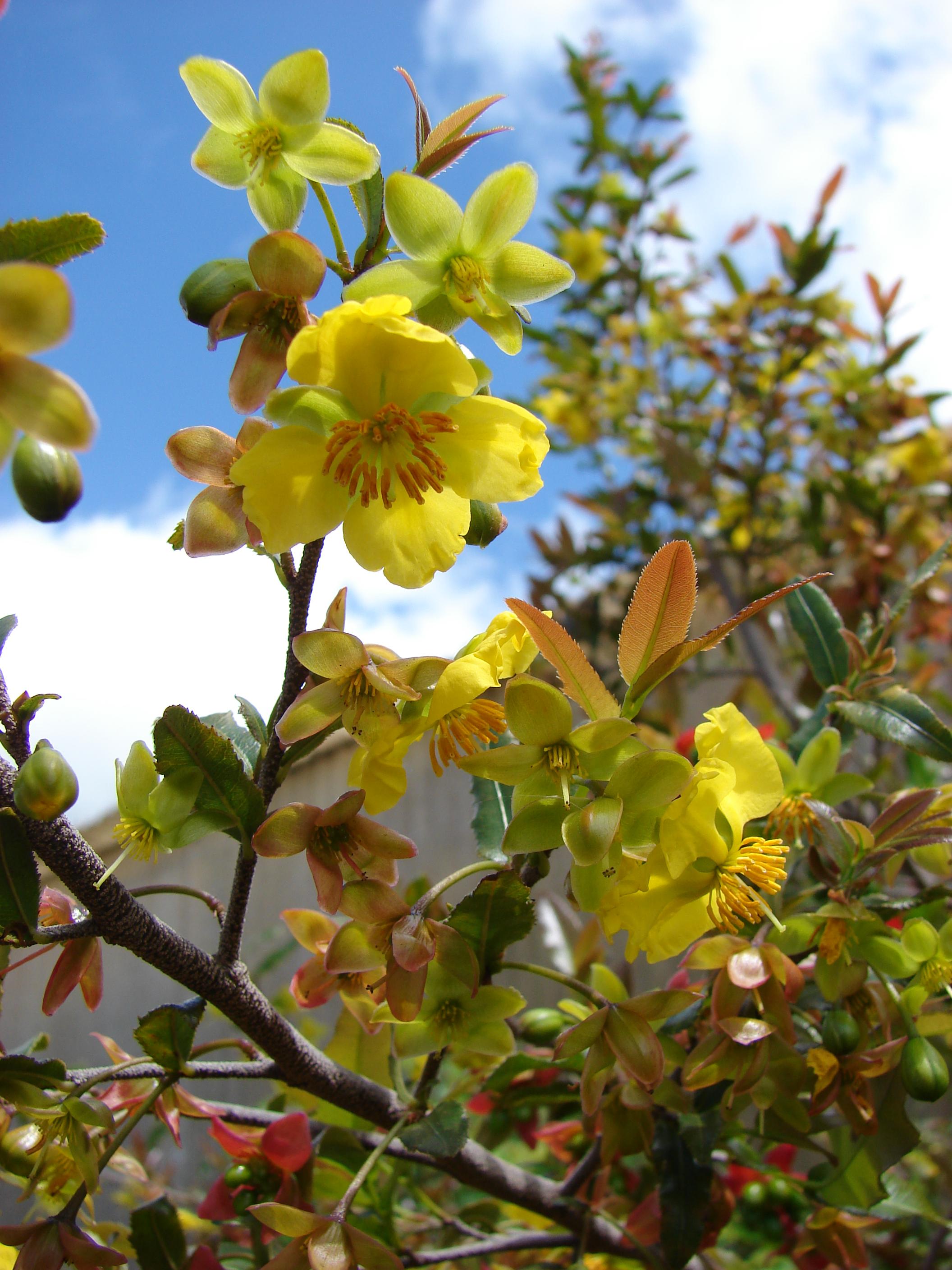 Ochna (Ochna) (Ochna) Care Guide: Pests, Diseases, Watering ...