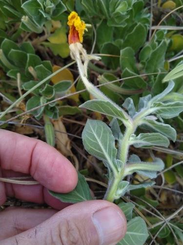Beach evening primrose (Oenothera drummondii) Care Guide: Pests ...