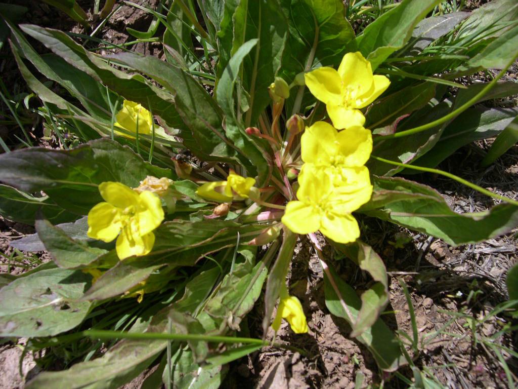Yellow evening primrose (Oenothera flava) Care Guide: Pests, Diseases ...