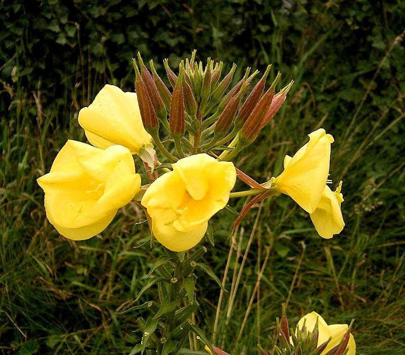 Large-flower evening-primrose (Oenothera glazioviana) Care Guide: Pests ...