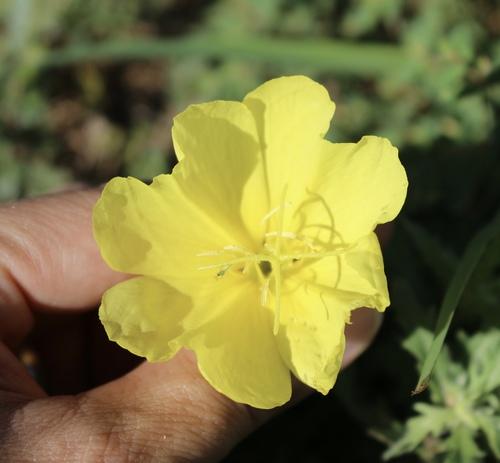 Showy evening primrose (Oenothera grandis) Care Guide: Pests, Diseases ...