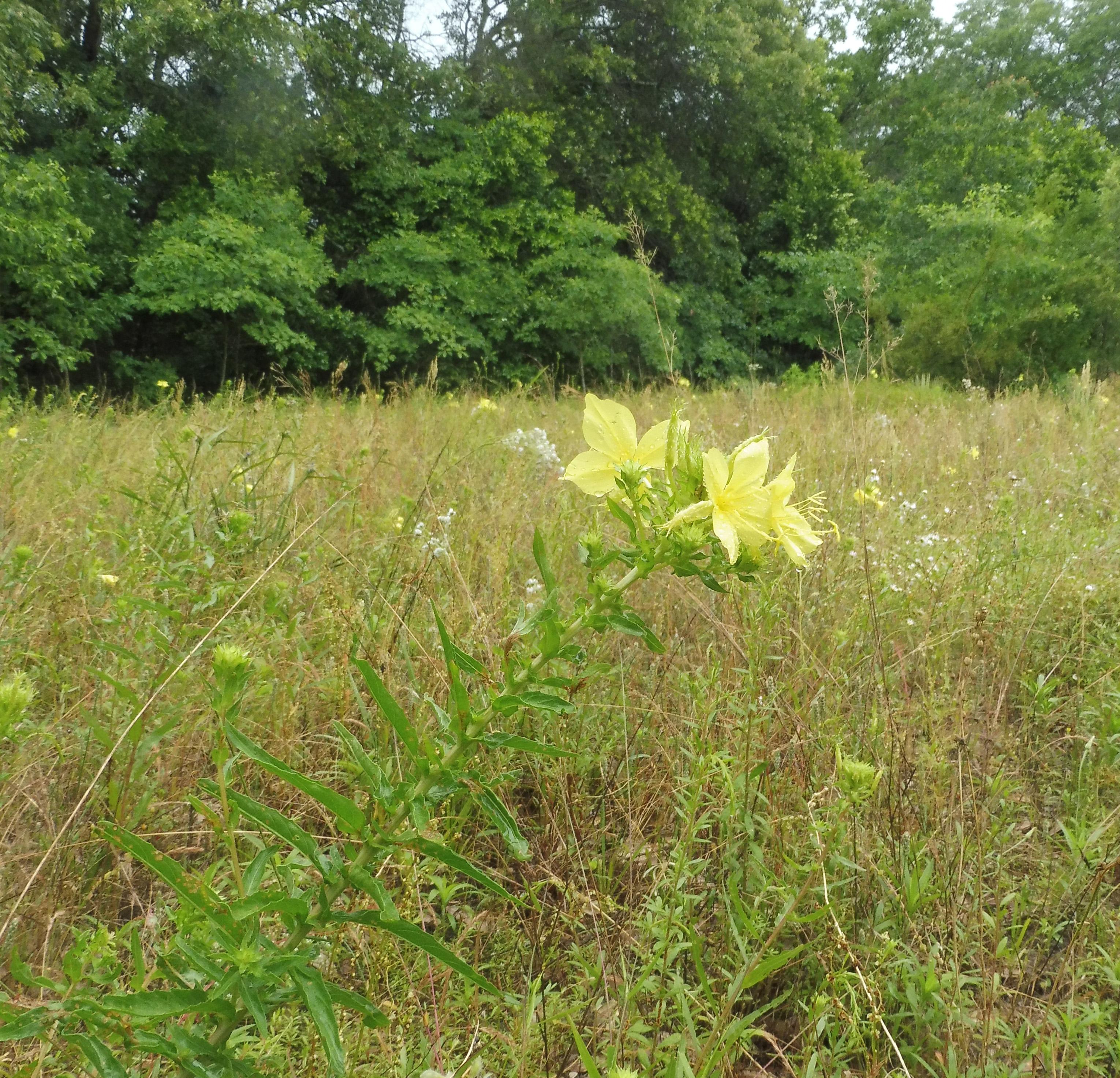 Variableleaf evening primrose (Oenothera heterophylla) Care Guide ...
