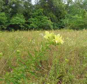 How to Propagate Variableleaf evening primrose: Complete Propagation ...