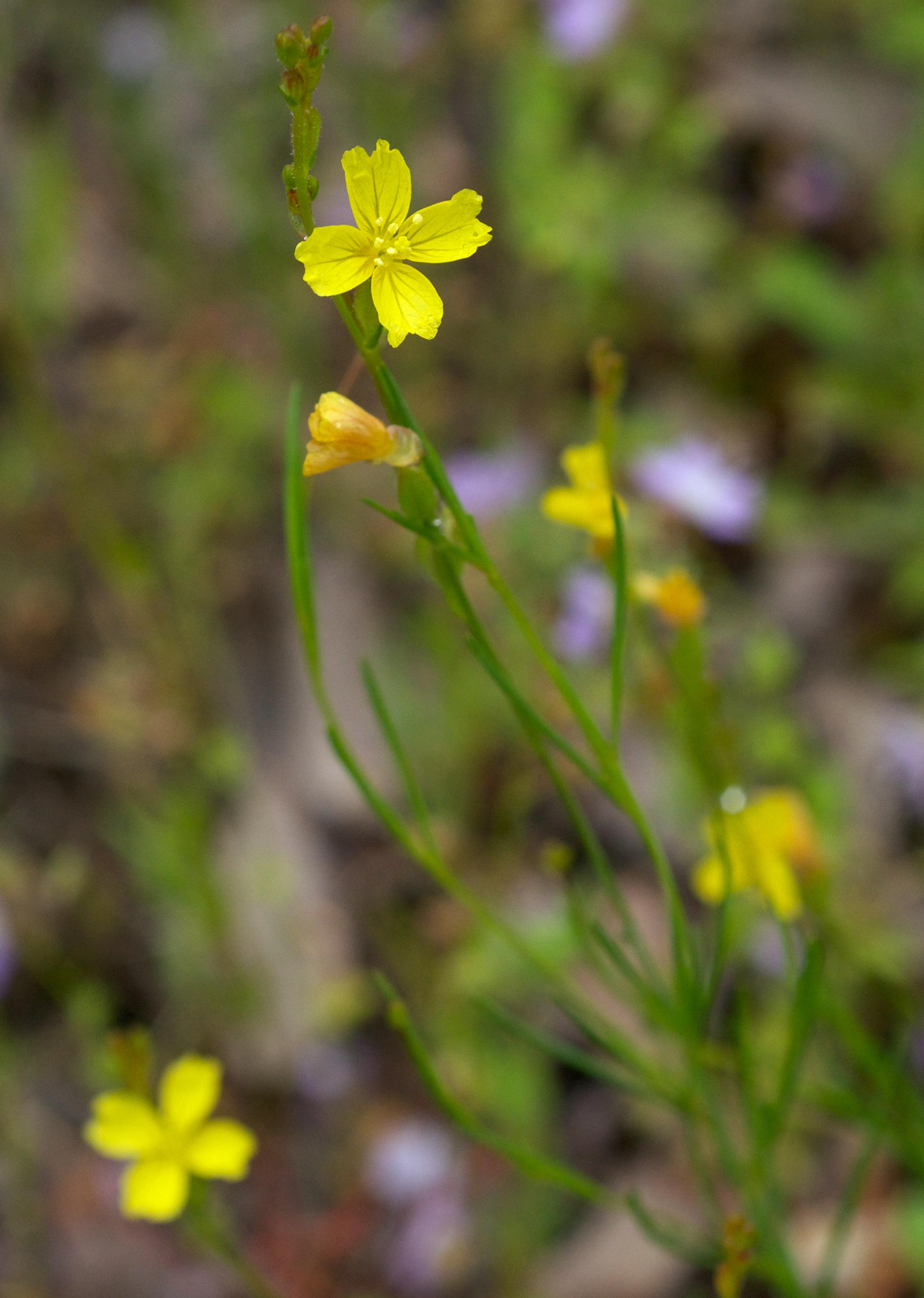 Threadleaf evening primrose (Oenothera linifolia) Care Guide: Pests ...