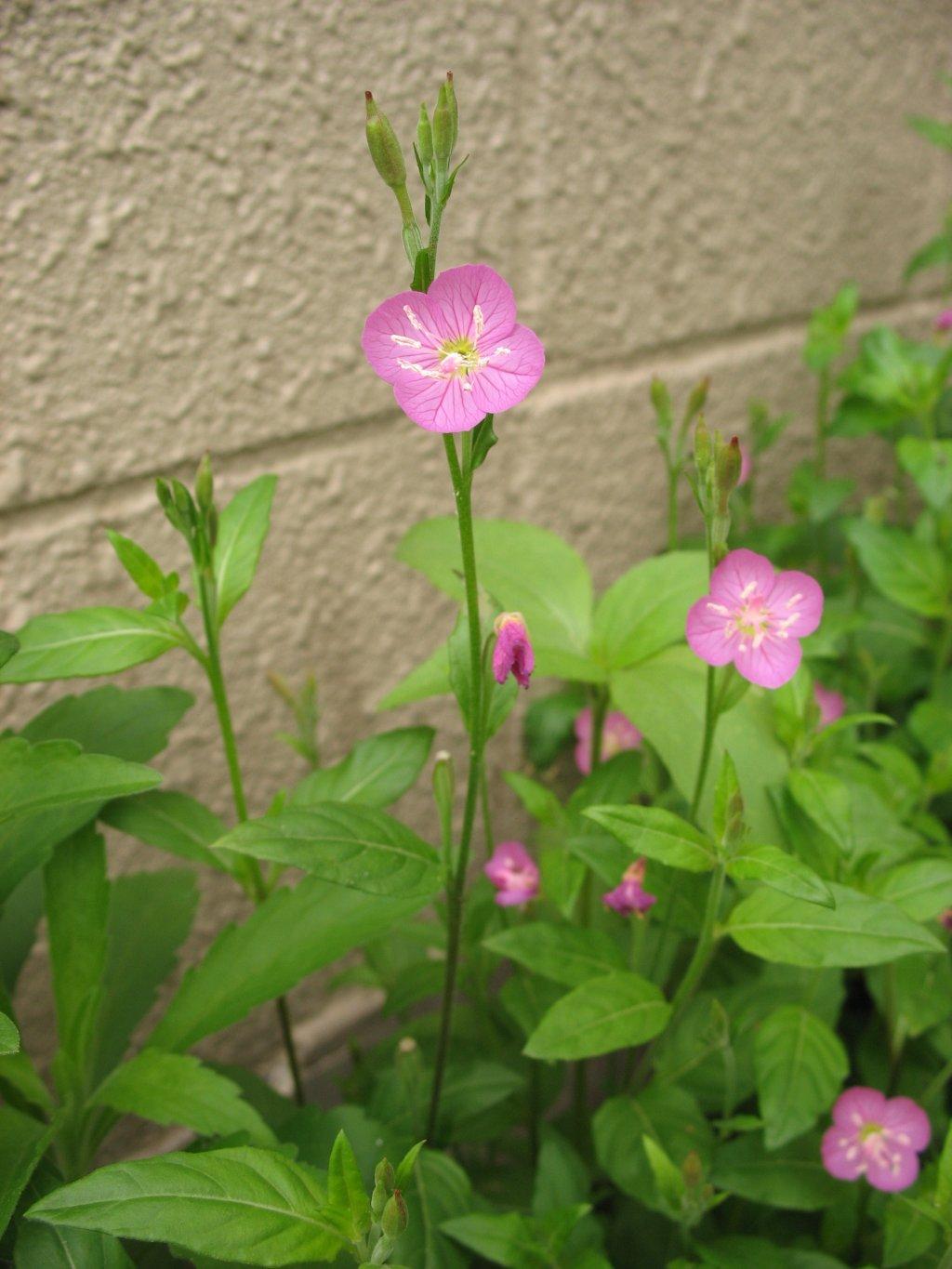 Rose evening primrose (Oenothera rosea) Care Guide: Pests, Diseases ...