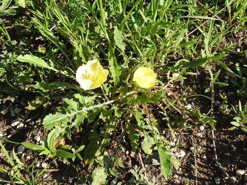 Stemless Evening Primrose (Oenothera triloba) Care Guide: Pests ...
