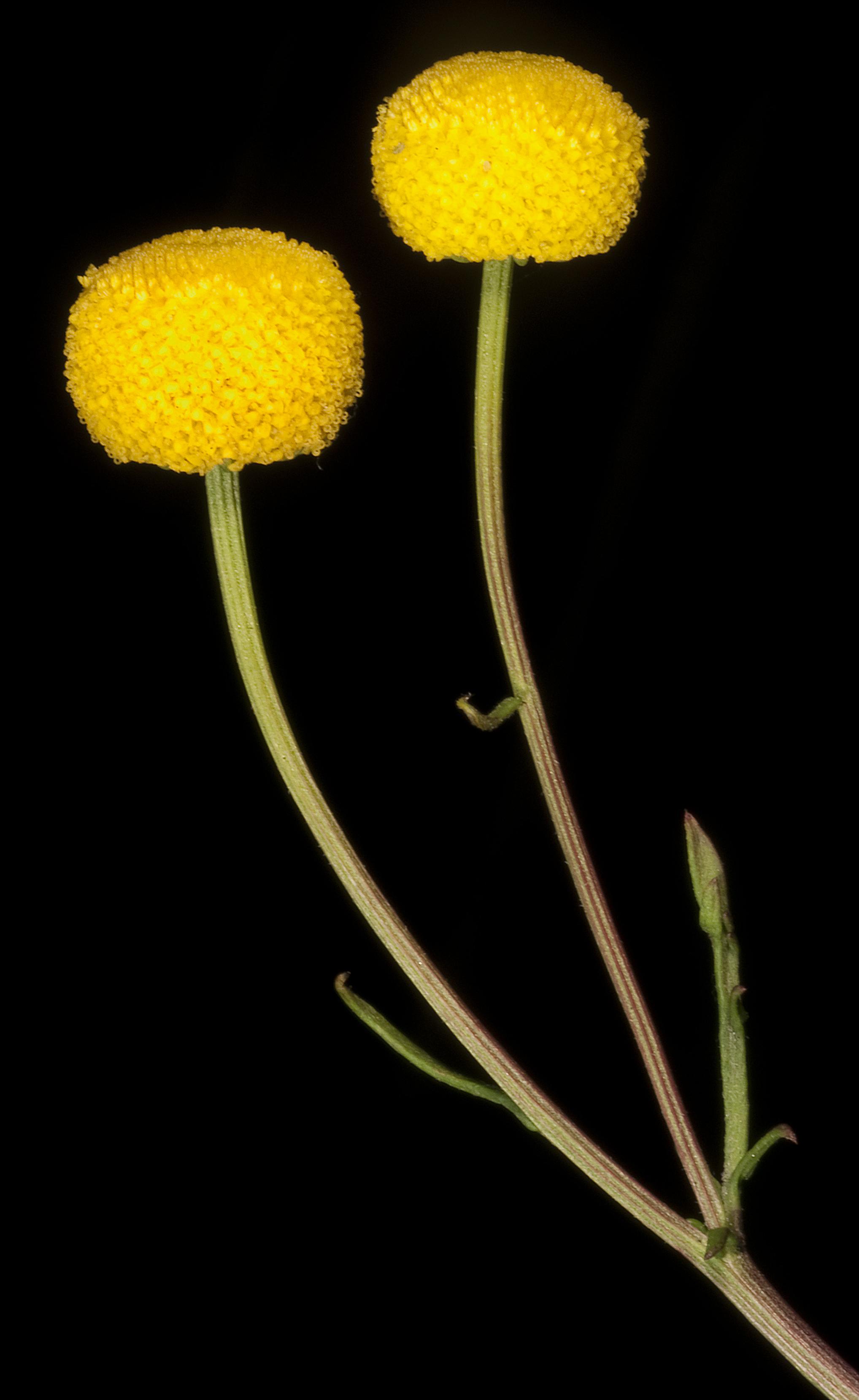 Stinknet (Oncosiphon piluliferum) Care Guide: Pests, Diseases, Watering ...