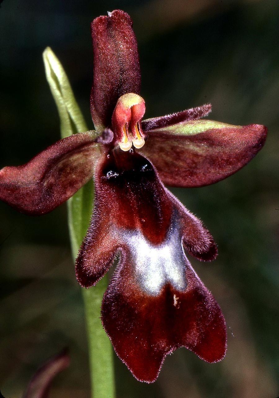 Fly orchid (Ophrys insectifera) Care Guide: Pests, Diseases, Watering ...