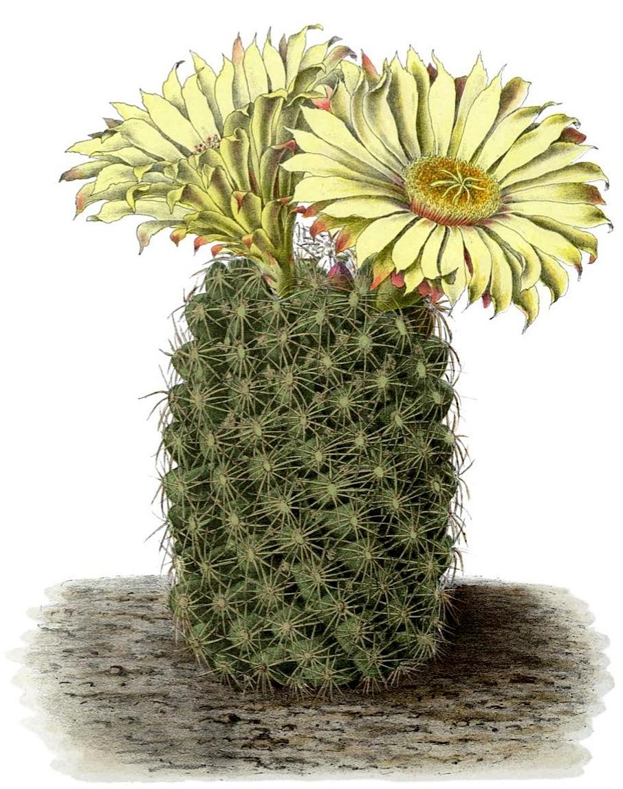 Opuntia pottsii (Opuntia pottsii) Care Guide: Pests, Diseases, Watering ...