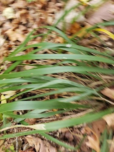 Roughleaf ricegrass (Oryzopsis asperifolia) Care Guide: Pests, Diseases ...