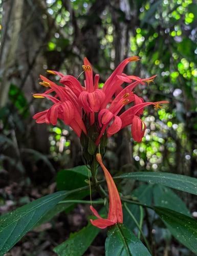 Cardinal's-guard (Pachystachys spicata) Care Guide: Pests, Diseases ...