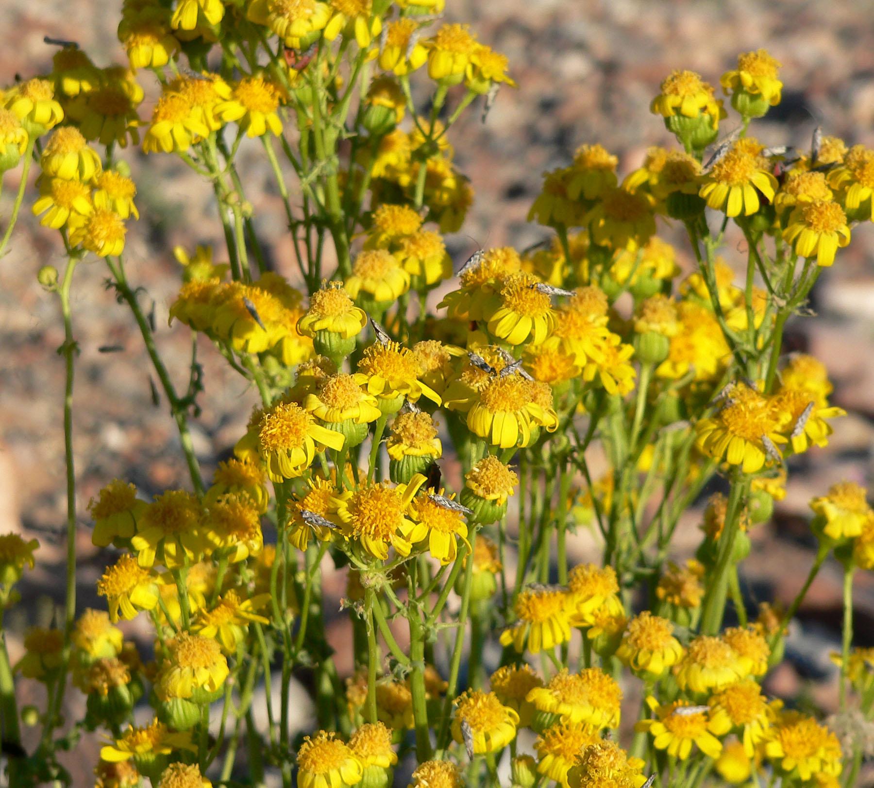 Lobeleaf groundsel (Packera multilobata) Care Guide: Pests, Diseases ...