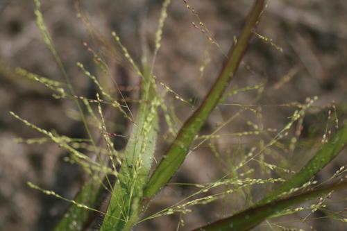 Woodland panic grass (Panicum philadelphicum) Care Guide: Pests ...