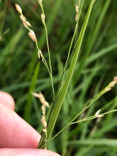 Quack grass (Panicum repens) Care Guide: Pests, Diseases, Watering ...