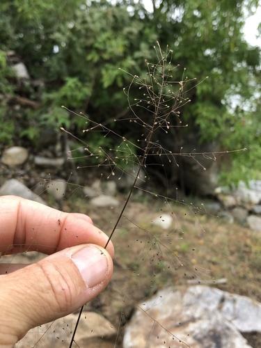 Tickle grass (Panicum trichoides) Care Guide: Pests, Diseases, Watering ...