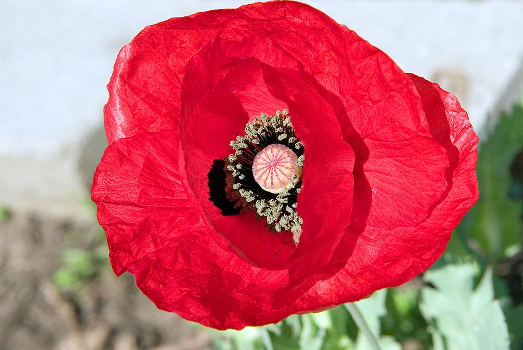 Tulip poppy (Papaver glaucum) Care Guide: Pests, Diseases, Watering ...