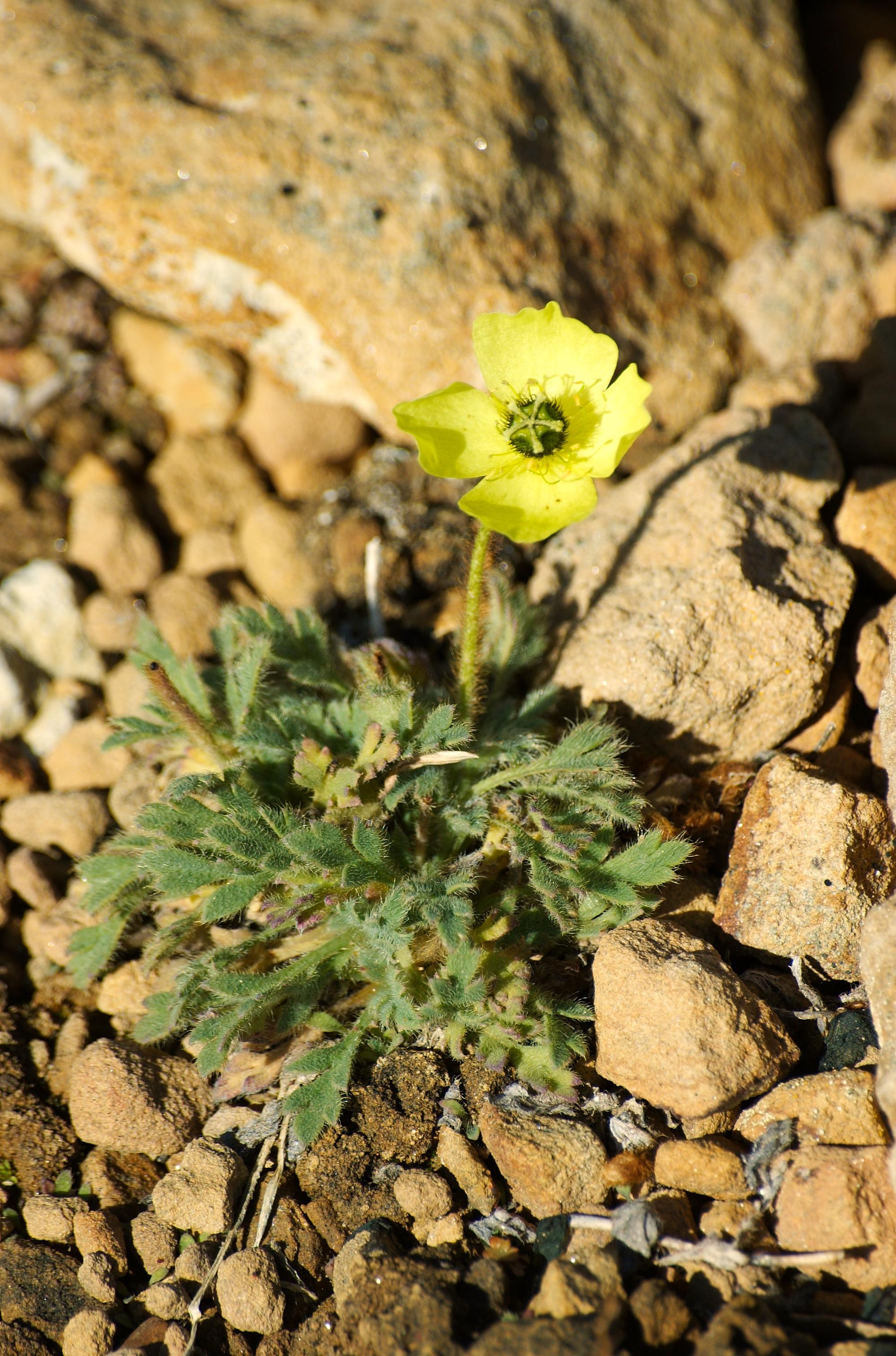Arctic poppy (Papaver radicatum) Care Guide: Pests, Diseases, Watering ...