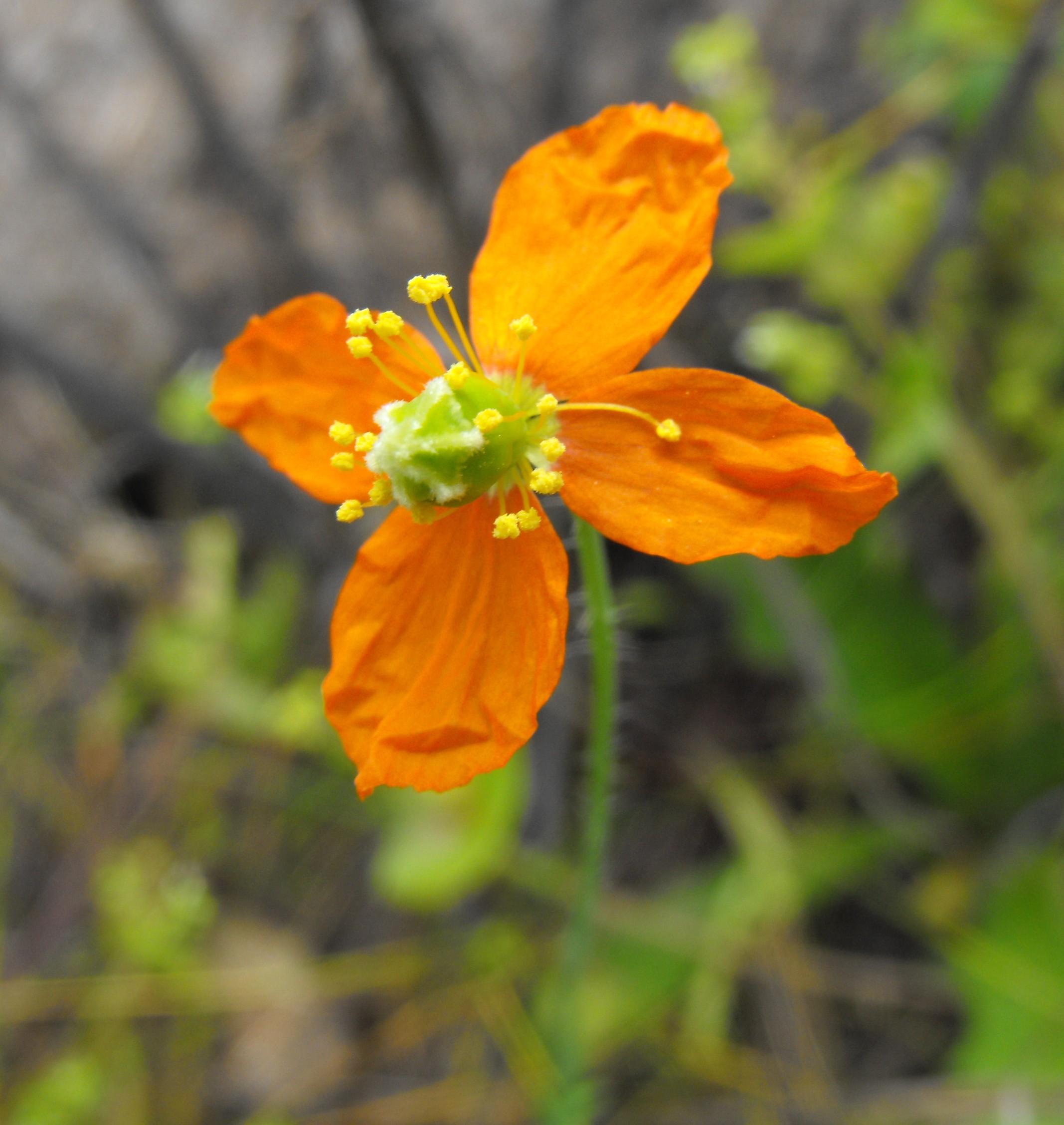 Poppies (Papaver) (Papaver) Care Guide: Pests, Diseases, Watering ...