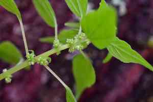New zealand pellitory (Parietaria debilis) Care Guide: Pests, Diseases ...