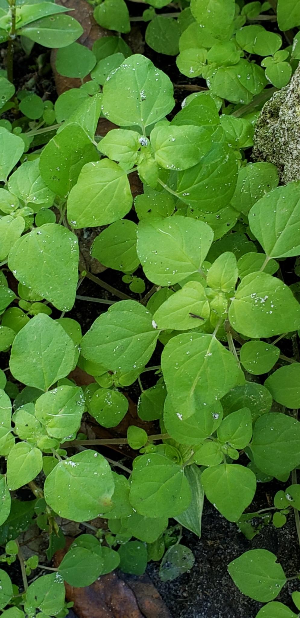 Florida pellitory (Parietaria floridana) Care Guide: Pests, Diseases ...