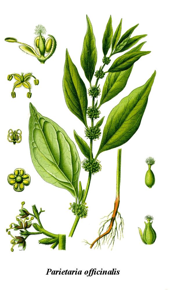 The Pellitory-of-the-wall Plant Advantage: Maximizing Home and Office ...