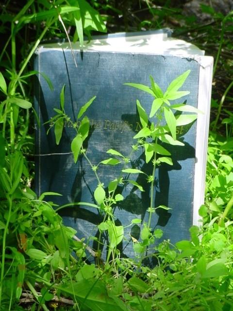 Pennsylvania pellitory (Parietaria pensylvanica) Care Guide: Pests ...