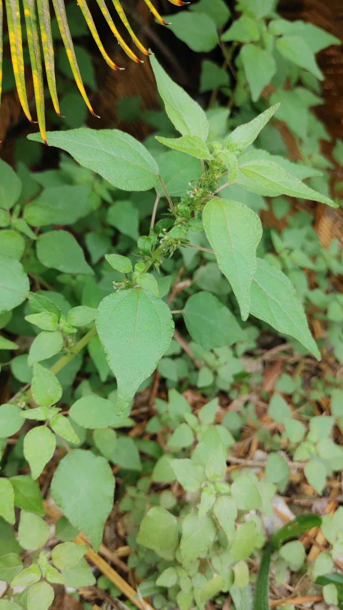 Clustered pellitory (Parietaria praetermissa) Care Guide: Pests ...