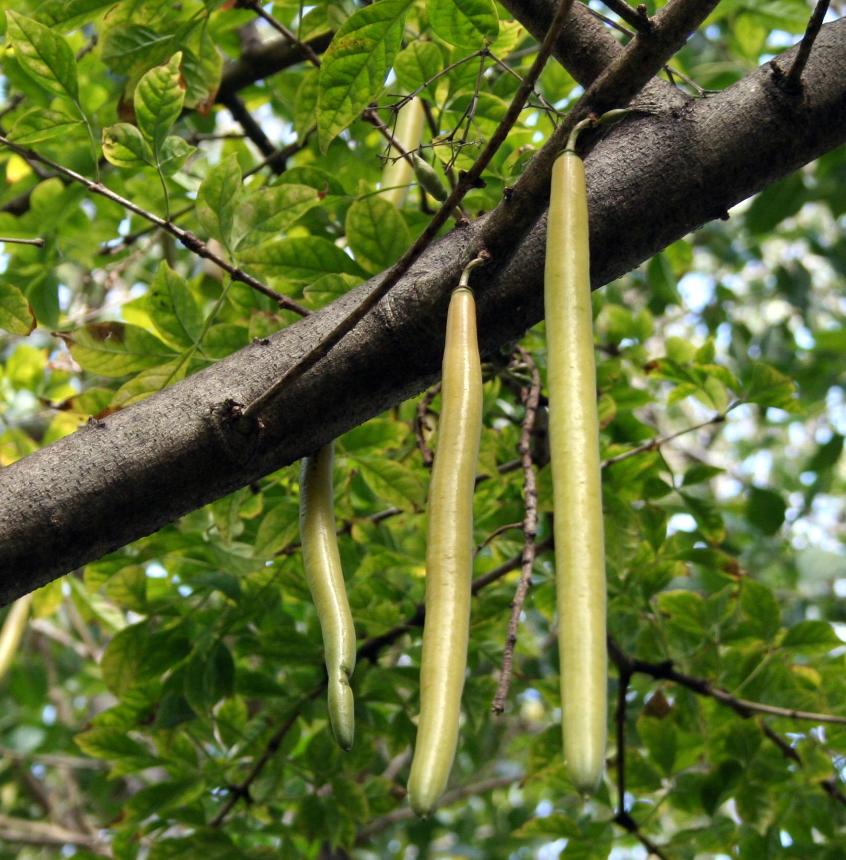 Panama candle tree (Parmentiera cereifera) Care Guide: Pests, Diseases ...