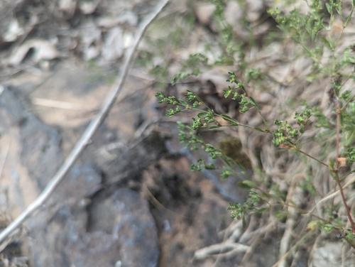 Hairy forked nailwort (Paronychia fastigiata) Care Guide: Pests ...