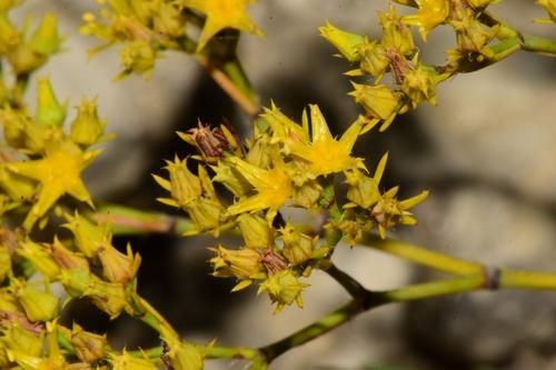 Yellow nailwort (Paronychia virginica) Care Guide: Pests, Diseases ...