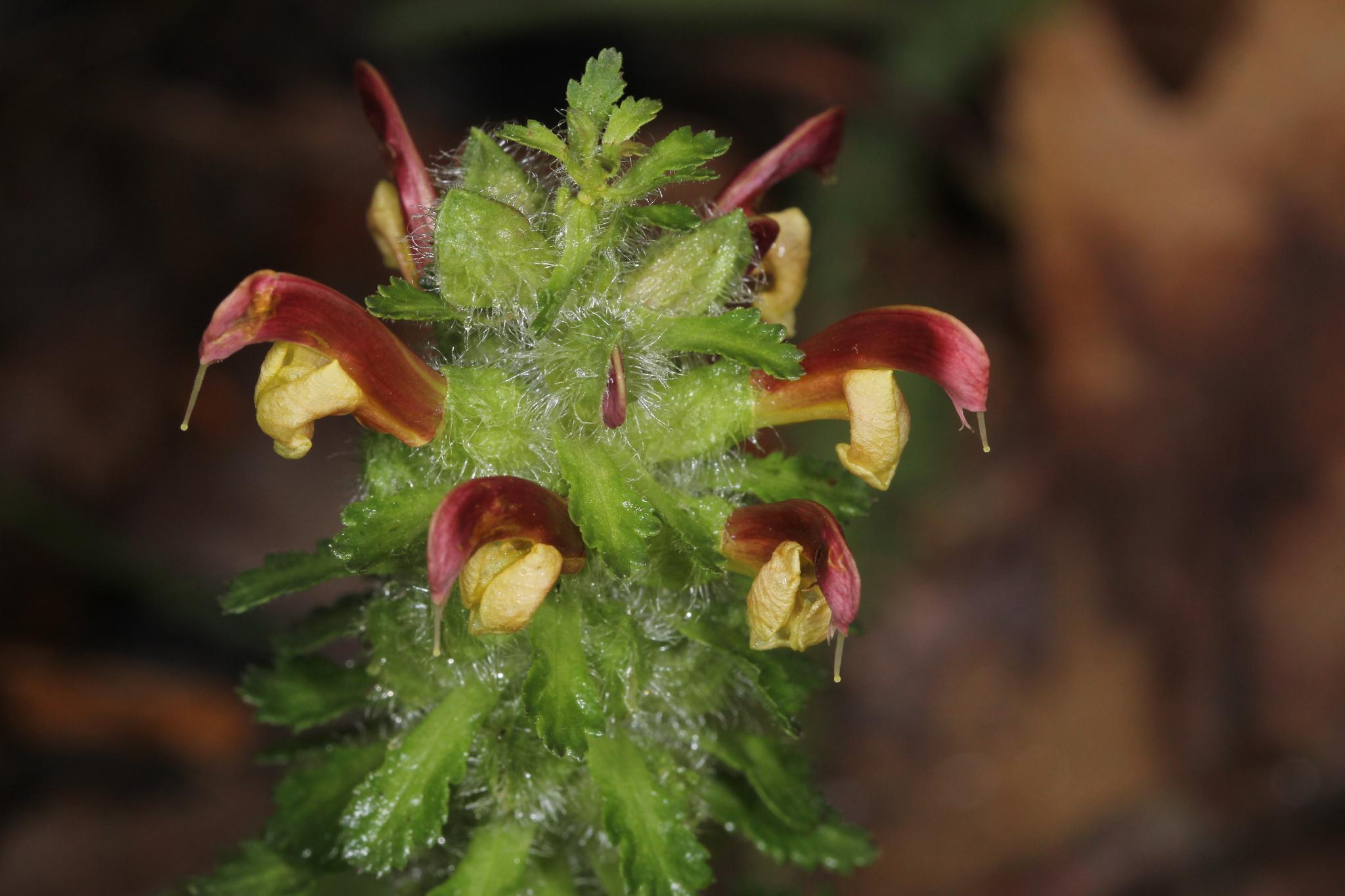 Canadian Lousewort (Pedicularis canadensis) Care Guide: Pests, Diseases ...