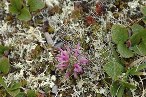 Langsdorf's lousewort (Pedicularis langsdorffii) Care Guide: Pests ...