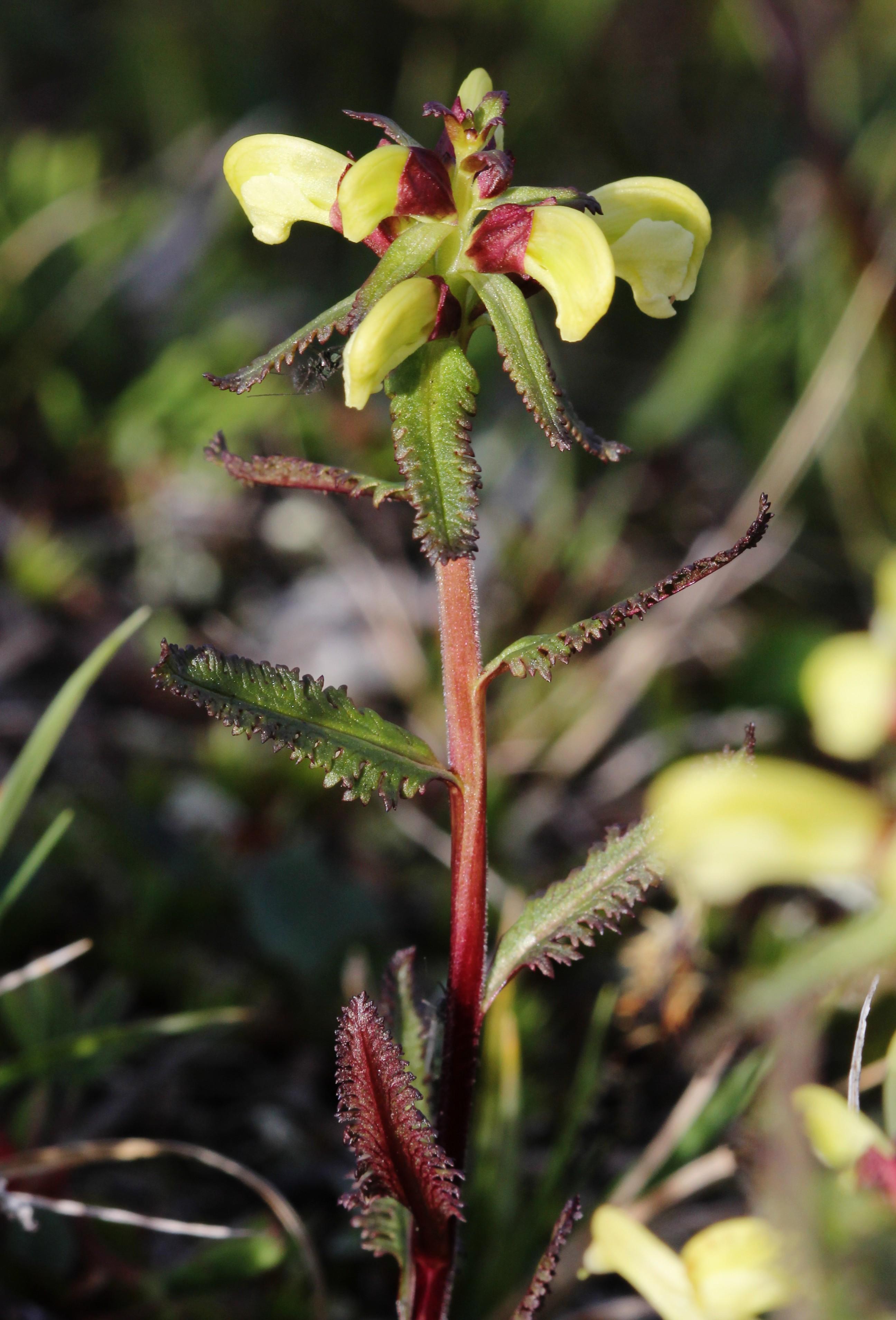 Lapland lousewort (Pedicularis lapponica) Care Guide: Pests, Diseases ...