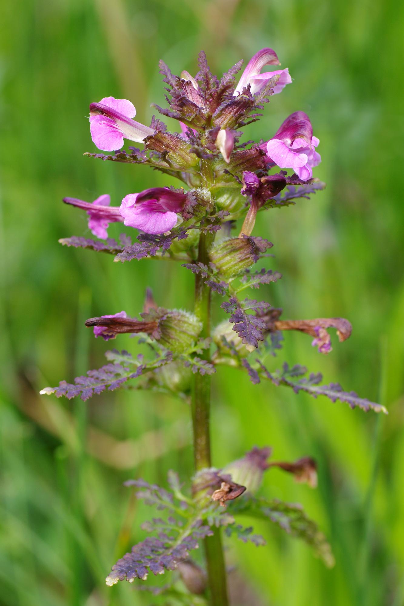Marsh lousewort (Pedicularis palustris) Care Guide: Pests, Diseases ...