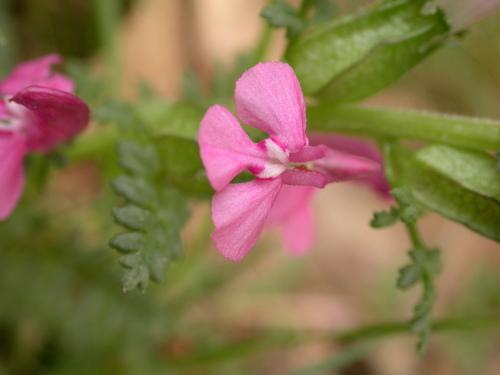 Common lousewort (Pedicularis sylvatica) Care Guide: Pests, Diseases ...