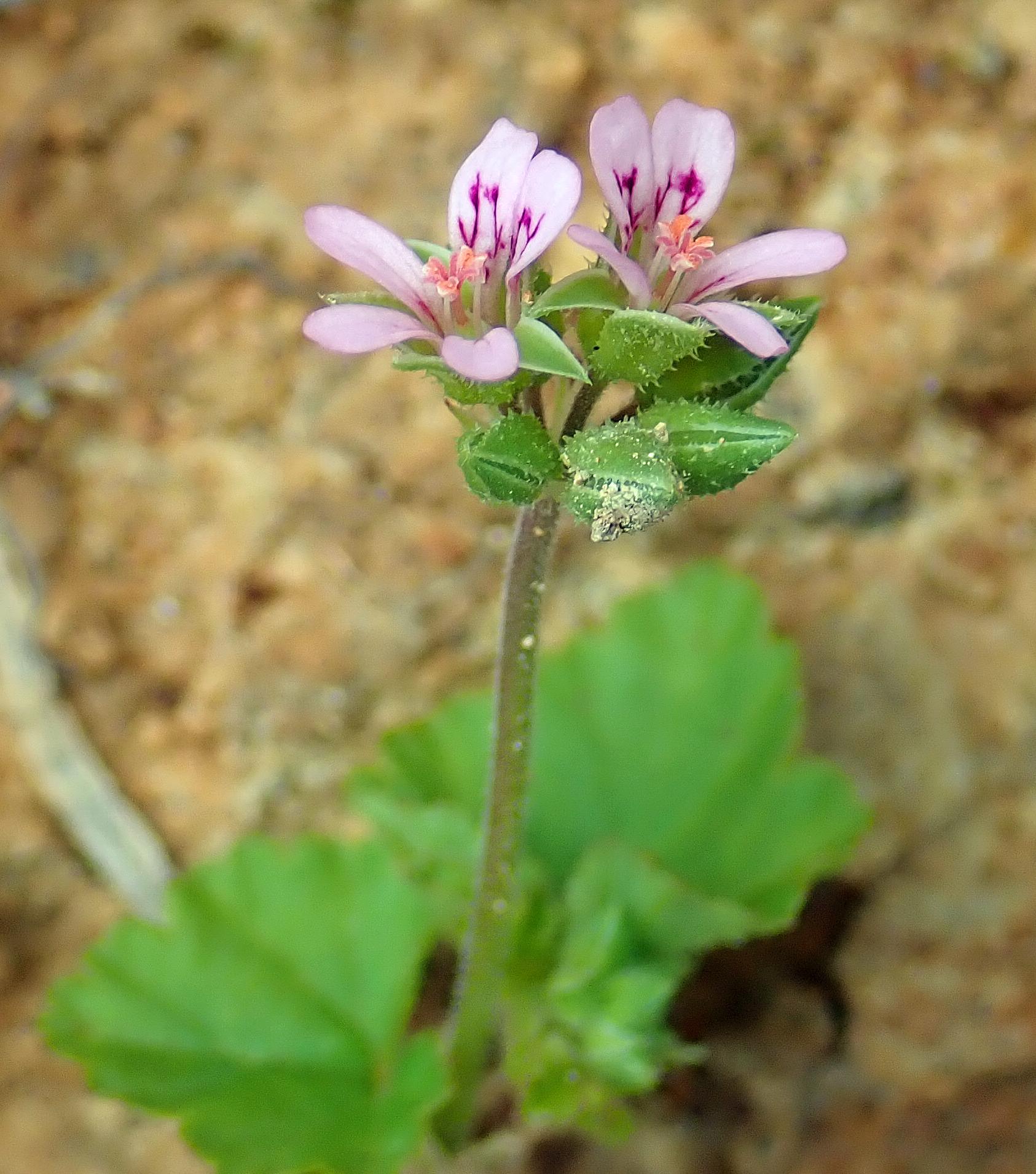Scentless geranium (Pelargonium inodorum) Care Guide: Pests, Diseases ...