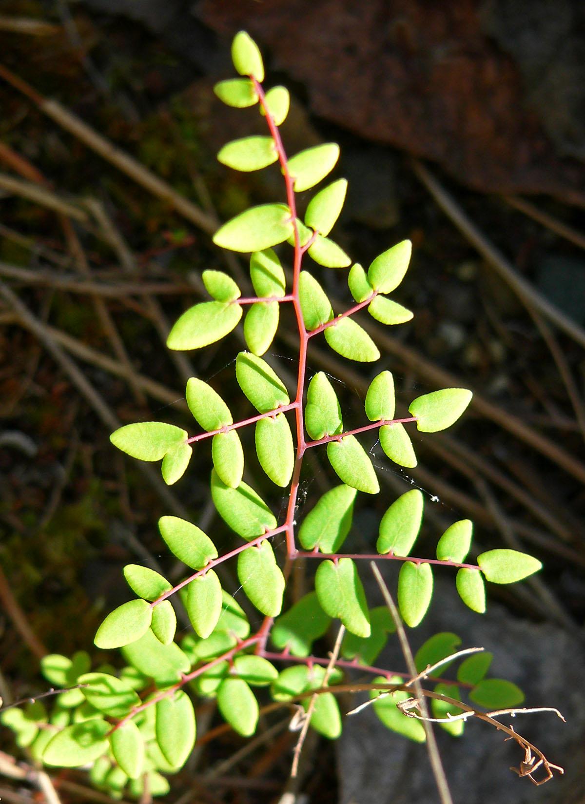 Coffee cliffbrake (Pellaea andromedifolia) Care Guide: Pests, Diseases ...