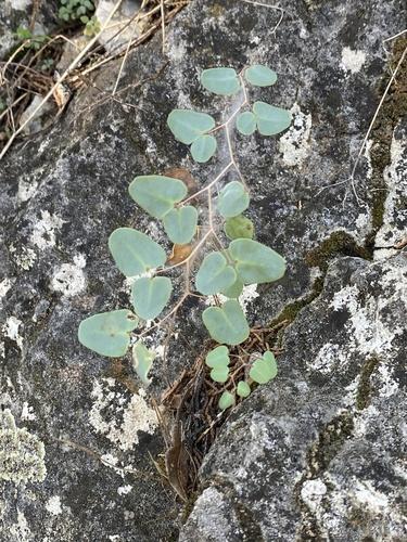 Ovateleaf cliffbrake (Pellaea ovata) Care Guide: Pests, Diseases ...