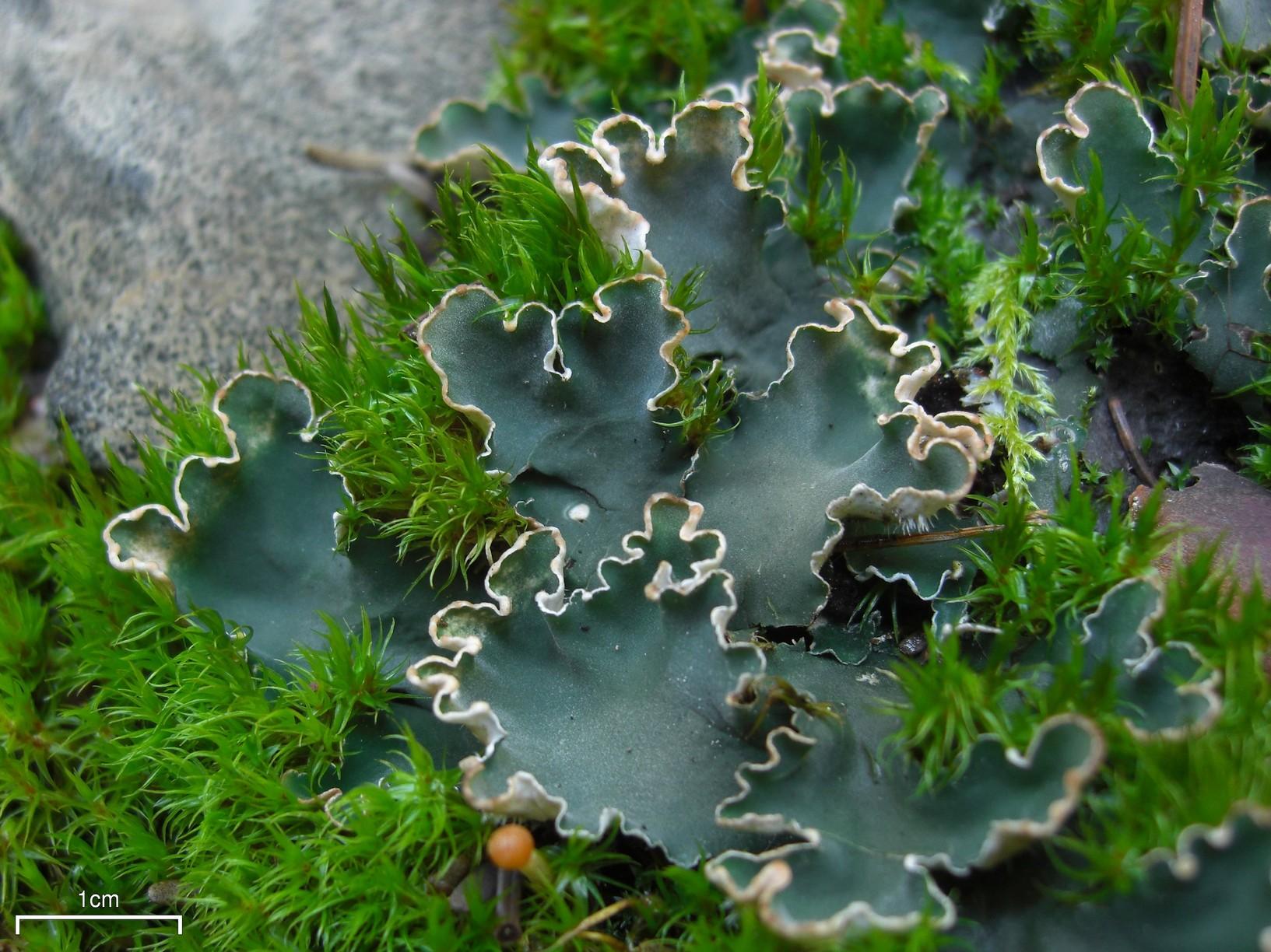 Dog lichen (Peltigera canina) Care Guide: Pests, Diseases, Watering ...